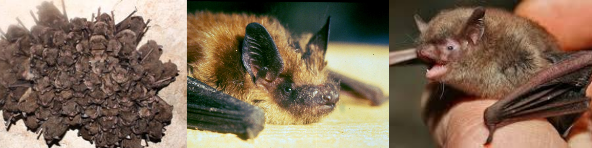 The Indiana Bat — Humane Indiana