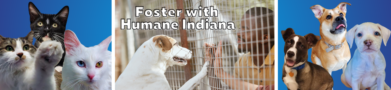 Foster — Humane Indiana