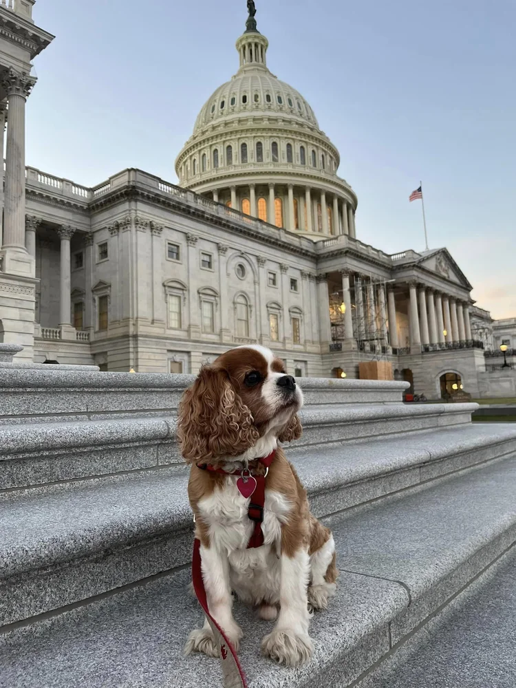 CAPITOL SOUTH, LLC