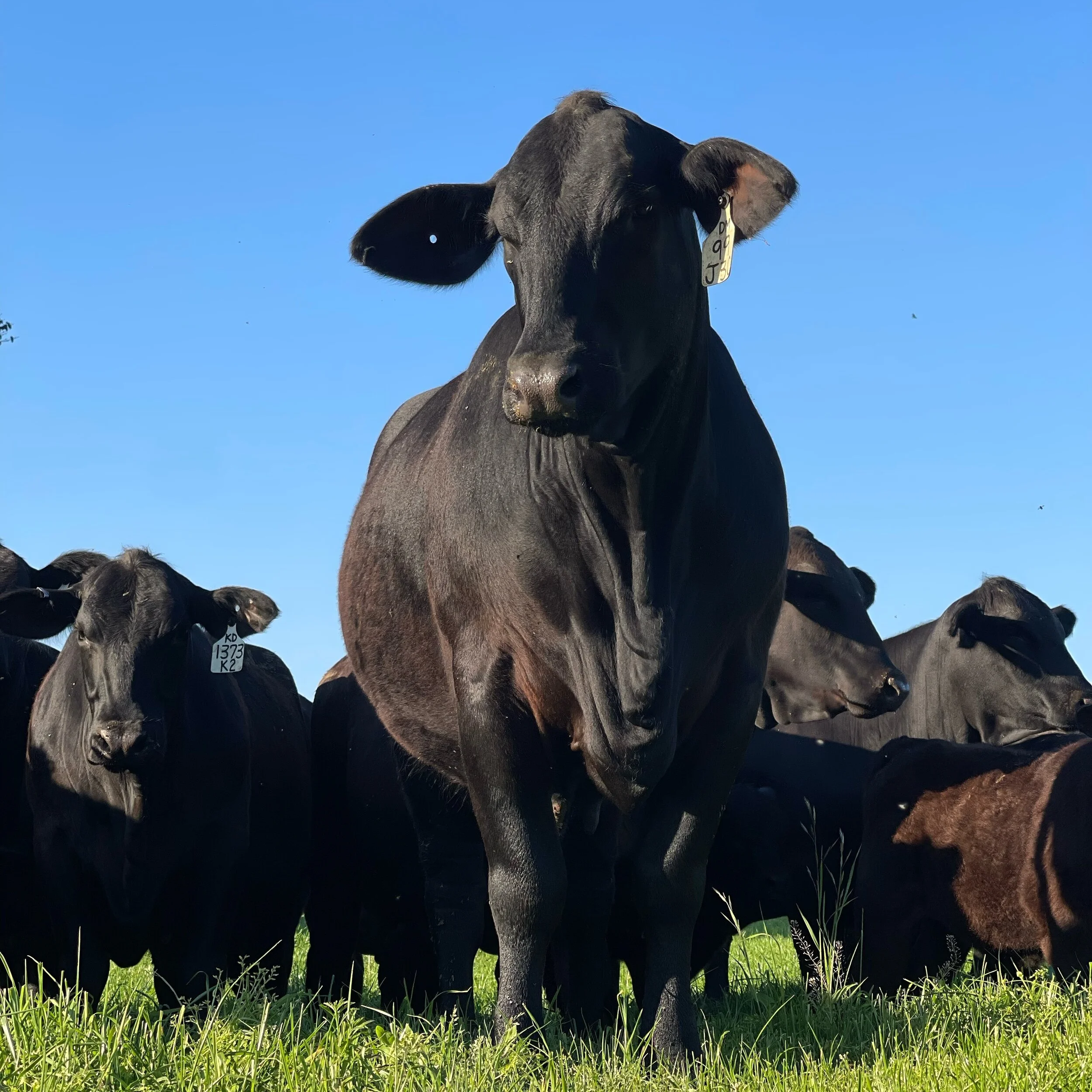 Consistent, Data-Driven Performance Brangus