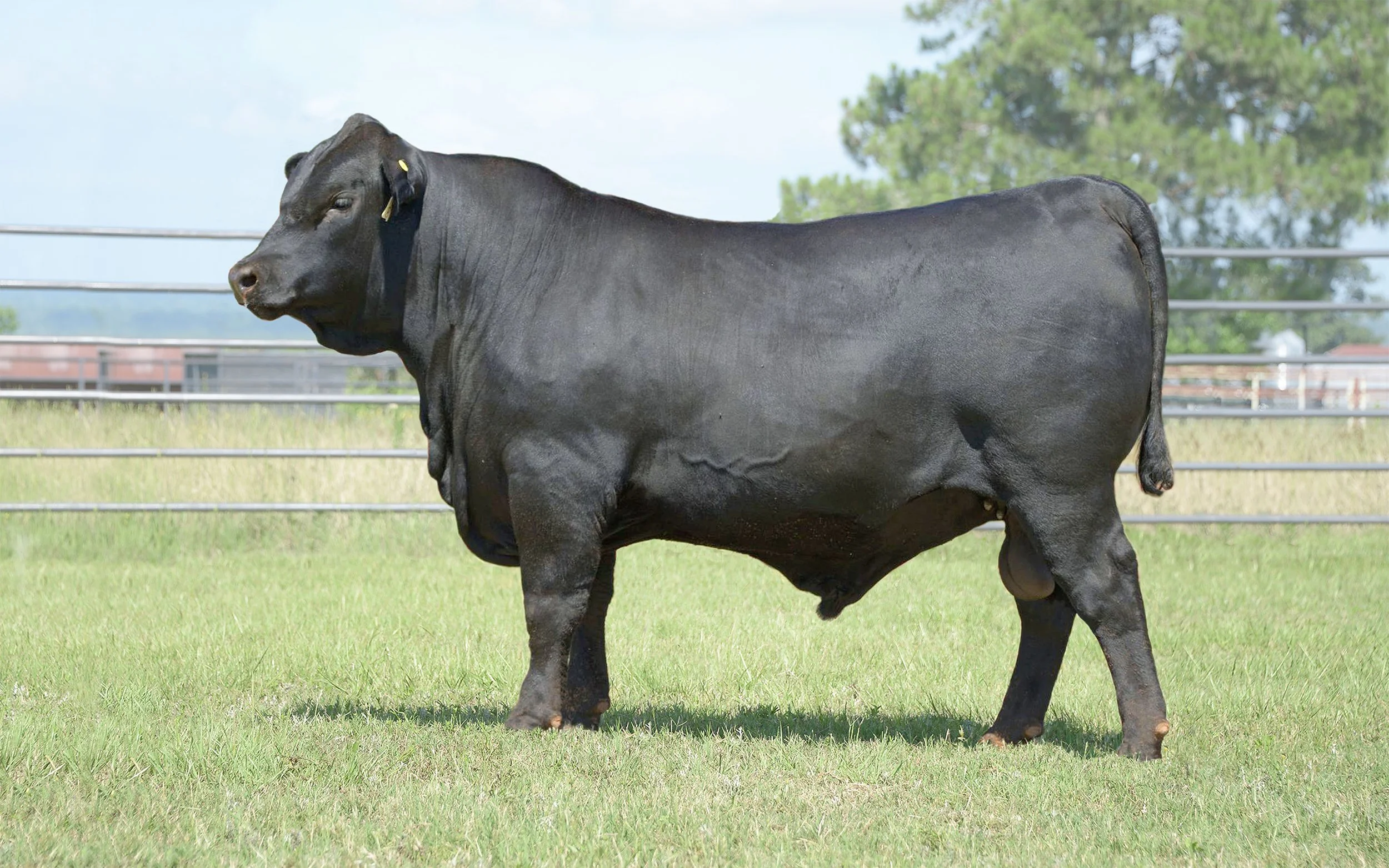 A.I. Brangus Sires — Consistent, Data-Driven Performance Brangus