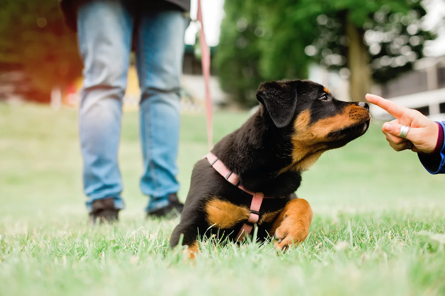 Canine Connection Training
