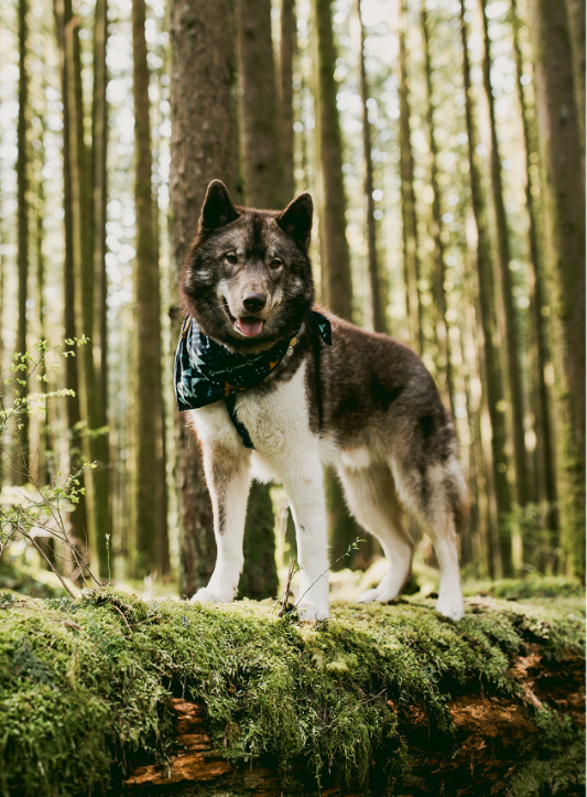 Canine Connection Training | Your Trusted Dog Training Experts!