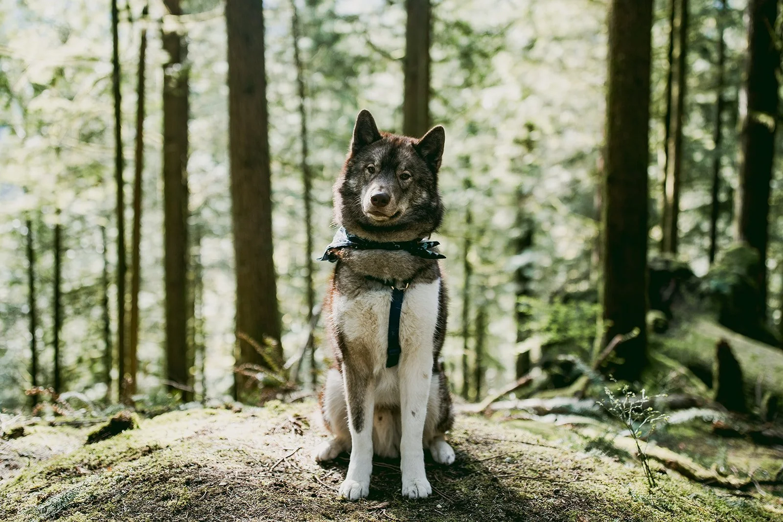 Canine Connection Training