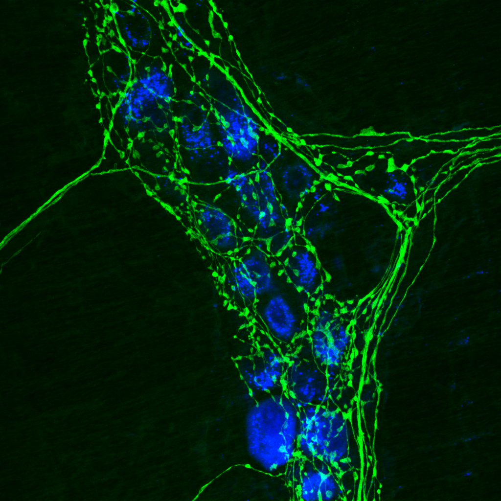 BioScope | The Journal of Biological and Biomedical Sciences
