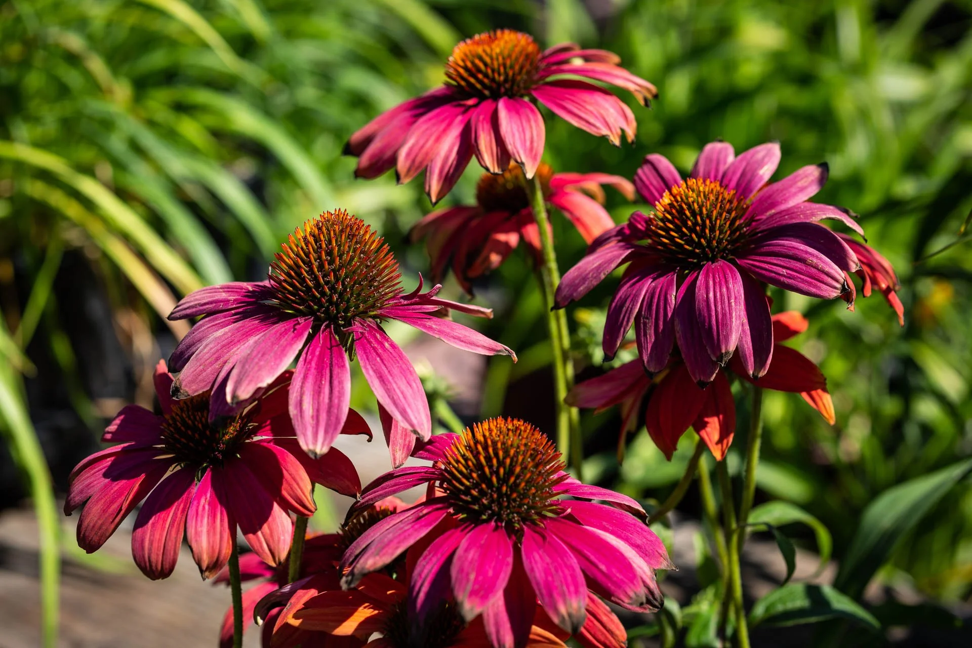 Nursery Stock — Kraemer's Garden