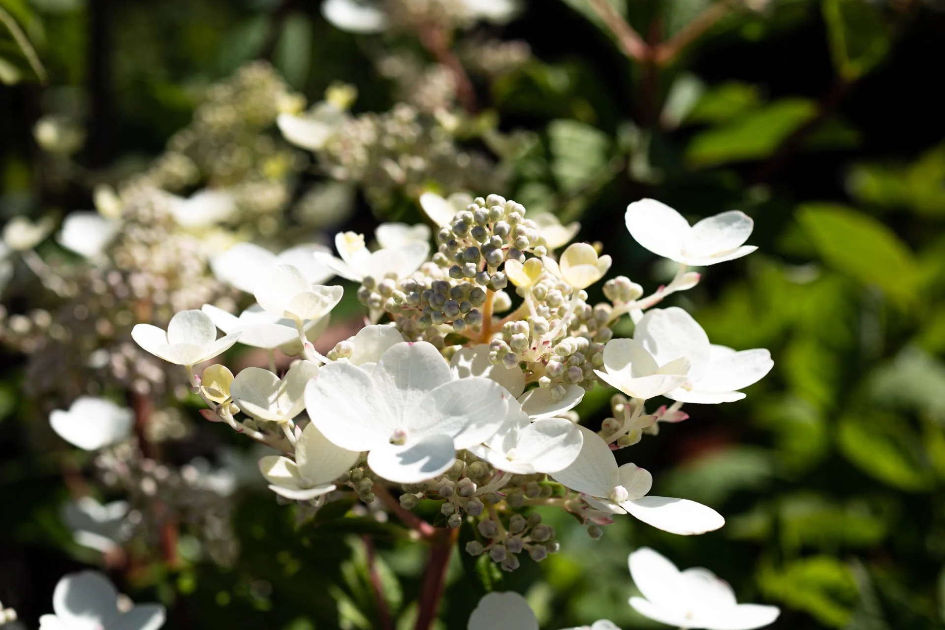 Nursery Stock — Kraemer's Garden
