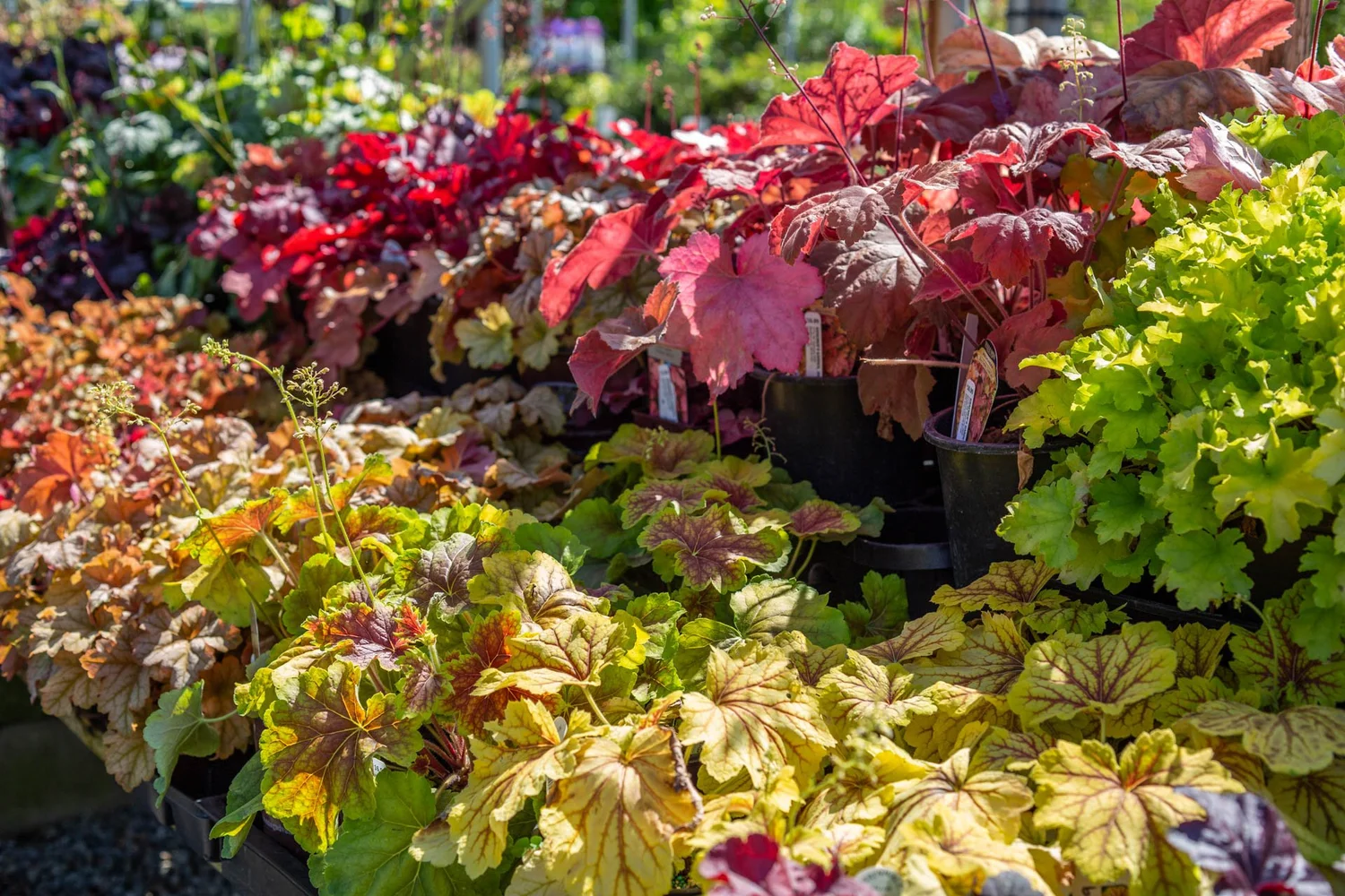 Nursery Stock — Kraemer's Garden