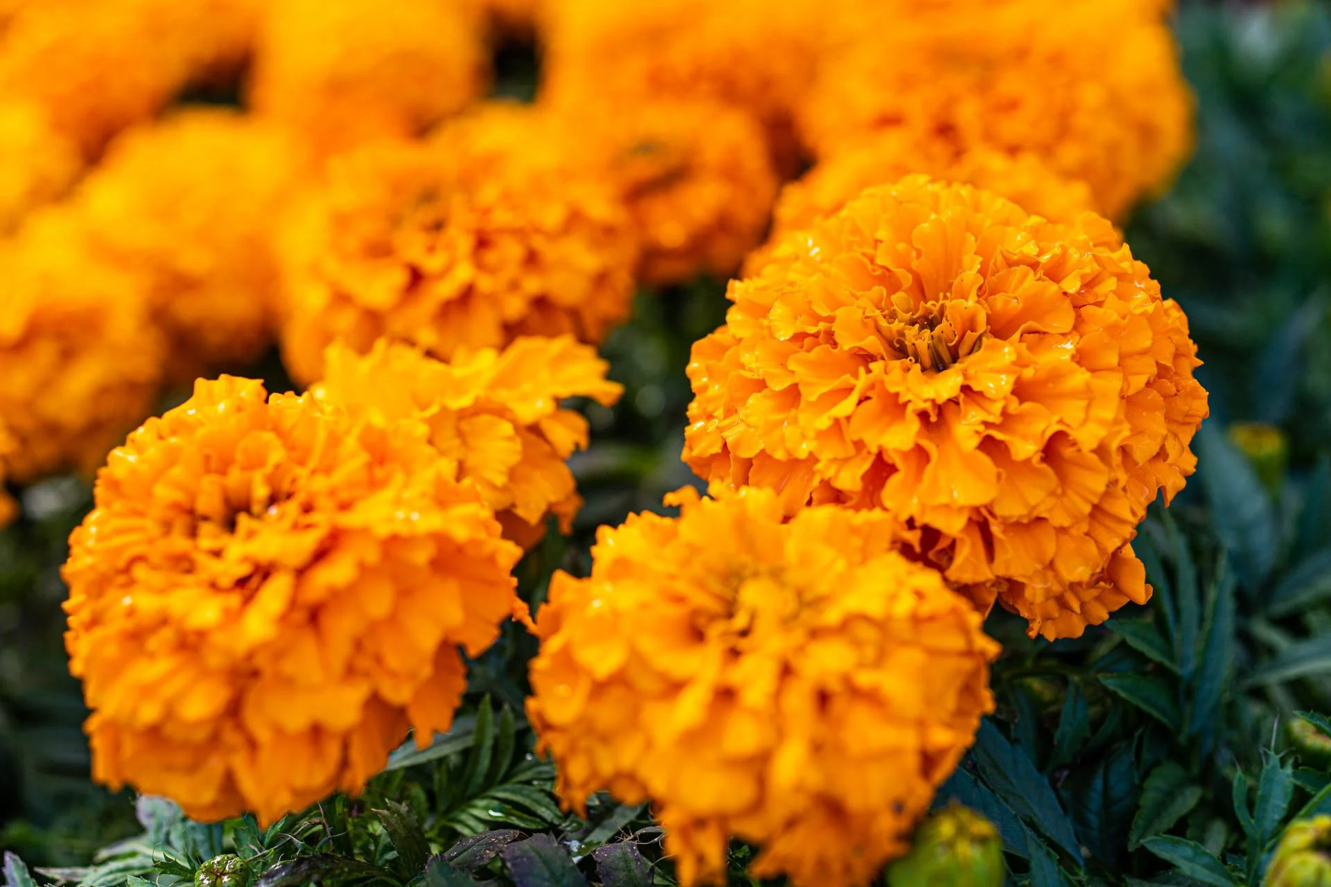 Nursery Stock — Kraemer's Garden