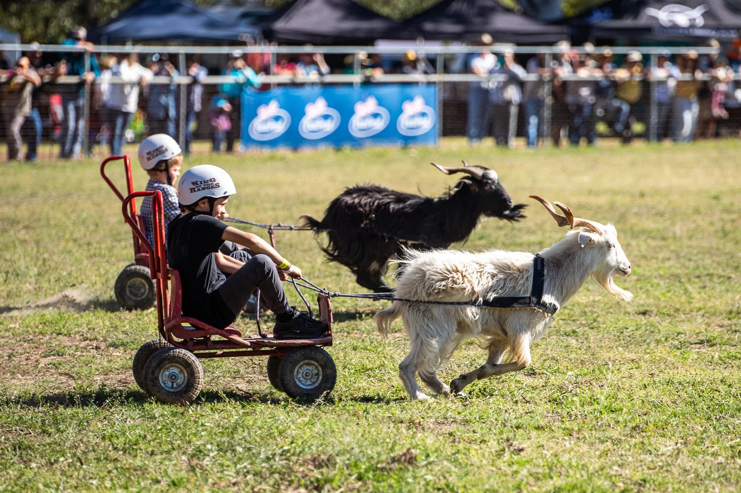 Billy Boiling Comp — King of the Ranges