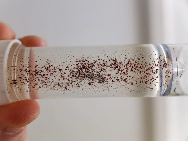 Red mite — Chicken Clinic - Chicken vet in Bristol