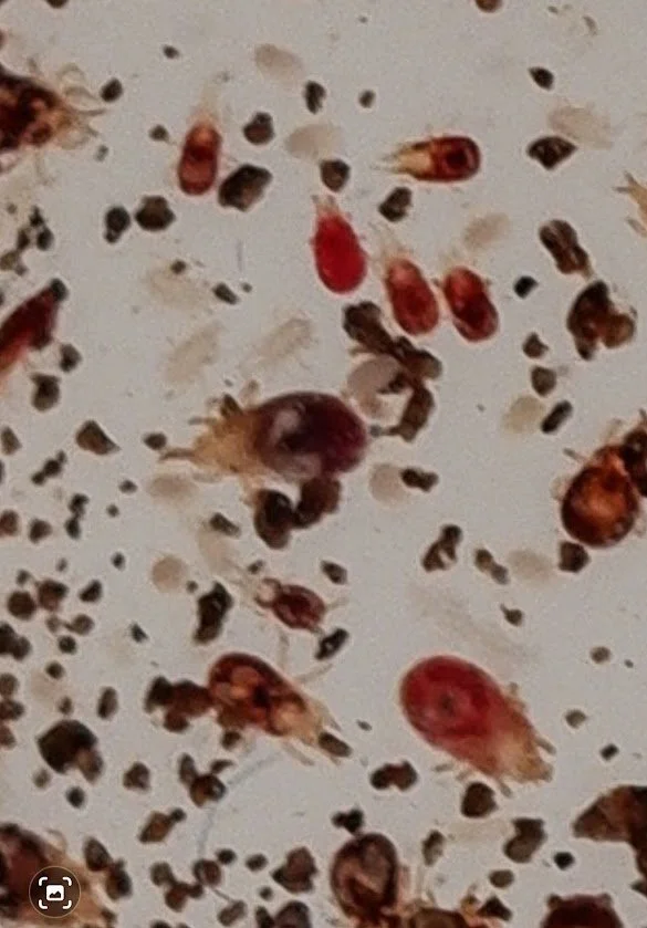 Red mite — Chicken Clinic - Chicken vet in Bristol