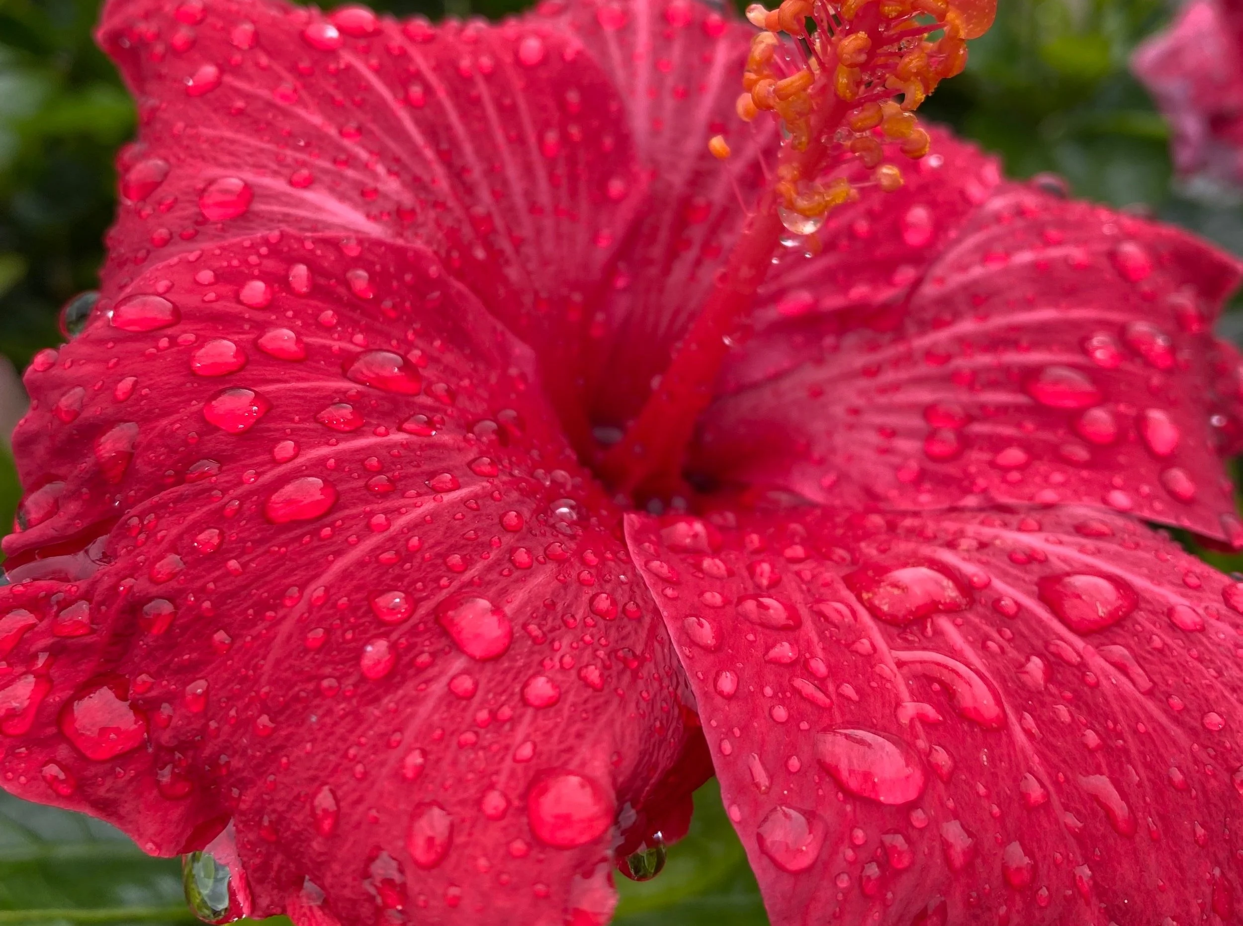 RSVP 1 — RAVEN CHALK