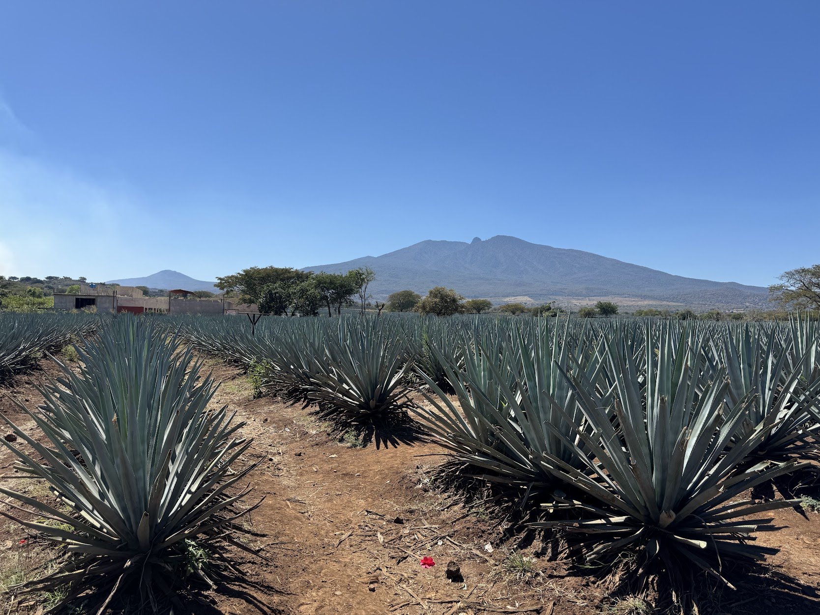 Tour of Tequila, Mexico — Tastes & Treks