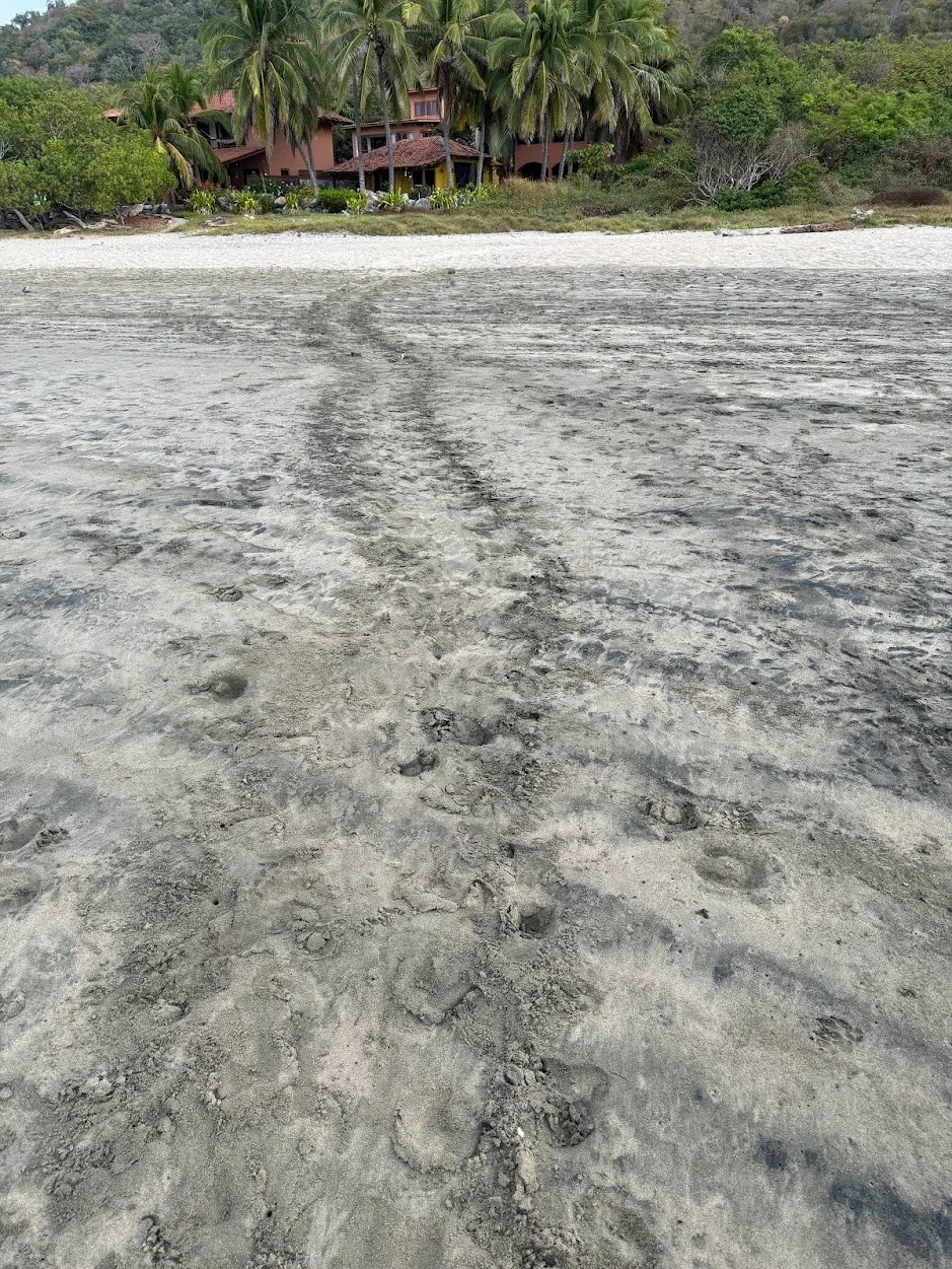 Chilling on the Beach in Troncones, Mexico — Tastes & Treks