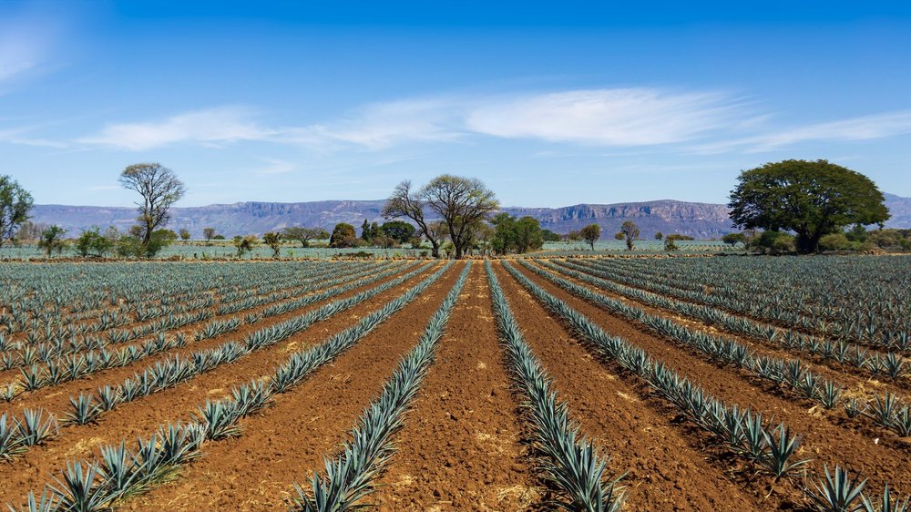 Tour of Tequila, Mexico — Tastes & Treks