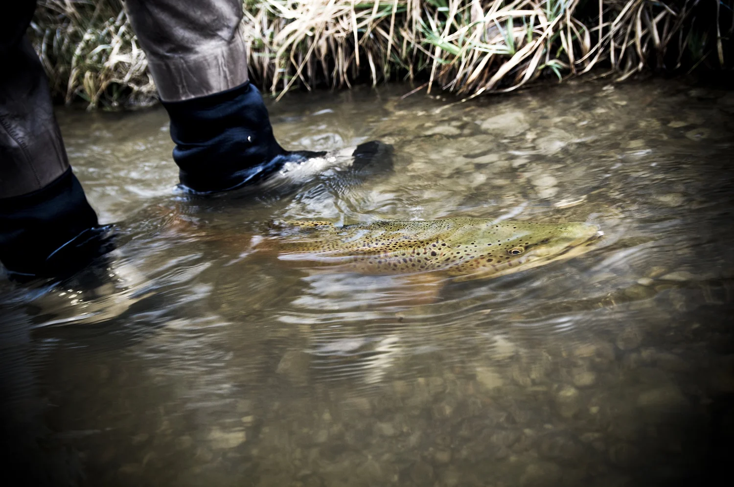 SAVE WILD TROUT
