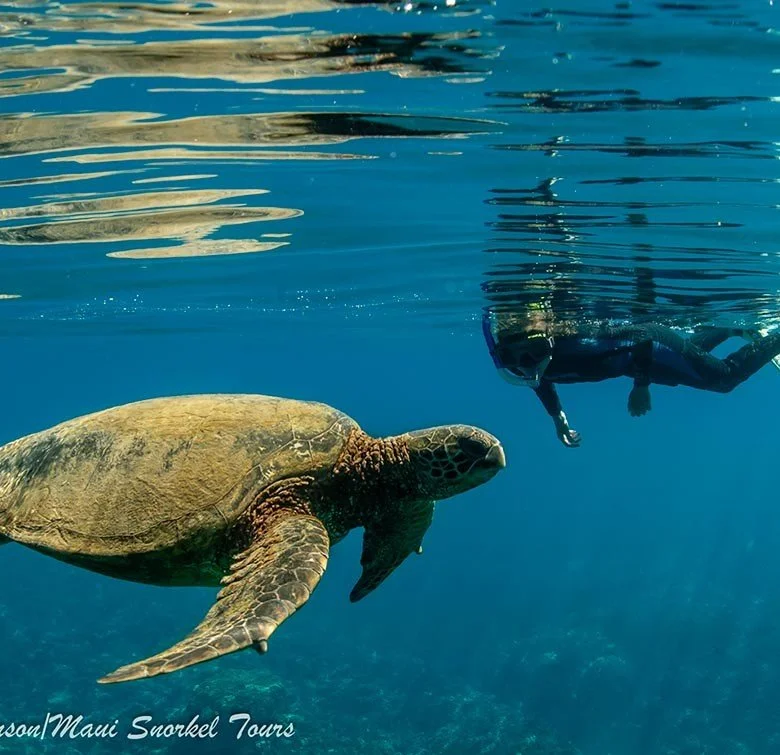 Maui Snorkel Tours