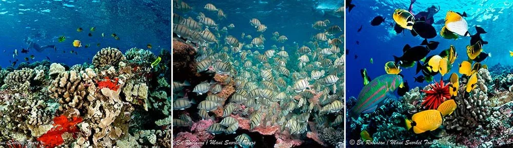 Maui's Reefs — Maui Snorkel Tours