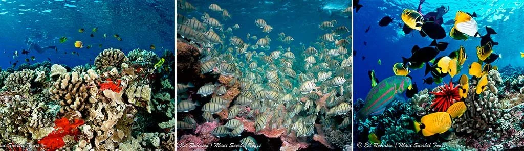 Maui's Reefs — Maui Snorkel Tours