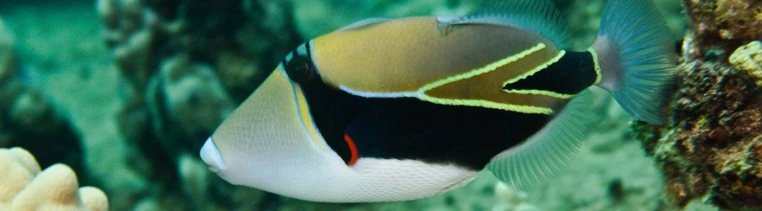 Hawaii’s State Fish – Humuhumunukunukuapua’a — Maui Snorkel Tours