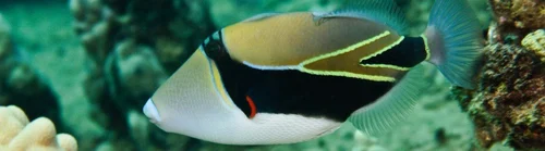 Hawaii’s State Fish – Humuhumunukunukuapua’a — Maui Snorkel Tours