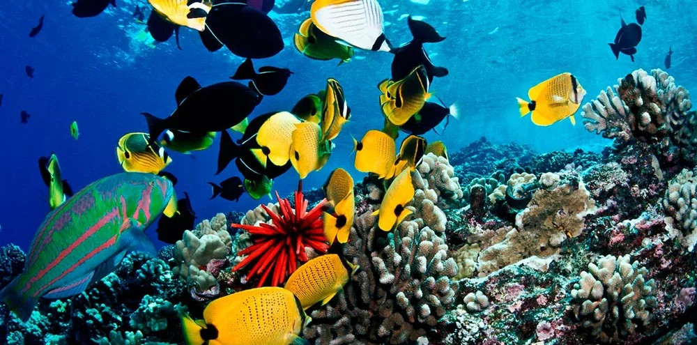 Maui's Reefs — Maui Snorkel Tours