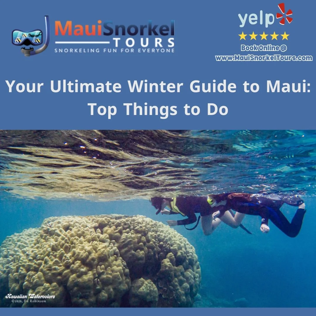 Your Ultimate Winter Guide to Maui: Top Things to Do — Maui Snorkel Tours