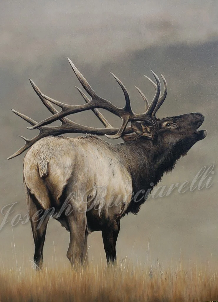 Joseph Bucciarelli Art