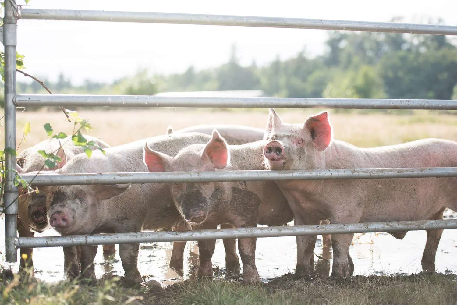 Our Products — Central Park Farms
