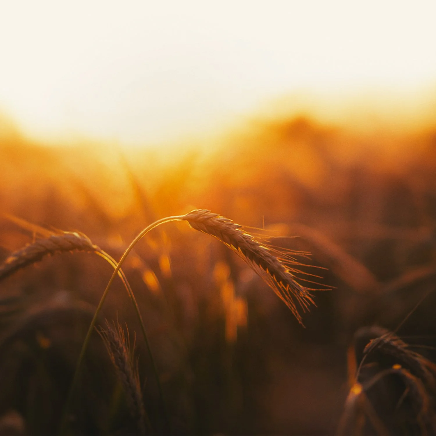 Bible Baptist Church