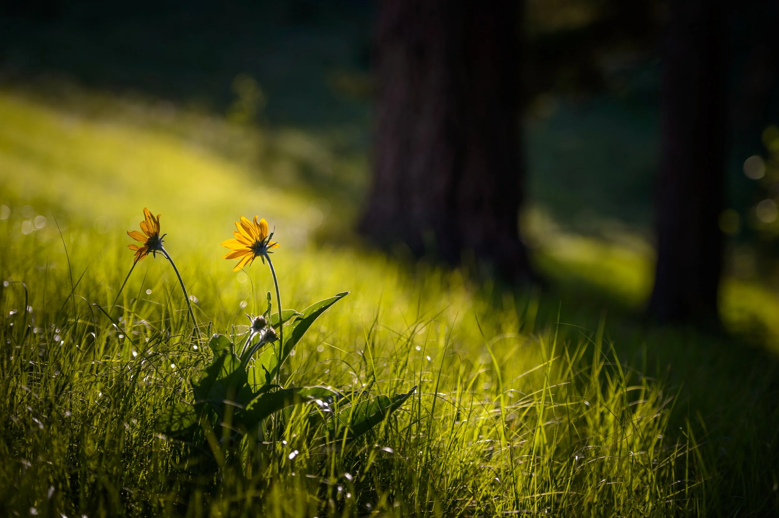 Home Room Bi-Monthly Community Space — Doug Johnson Photography