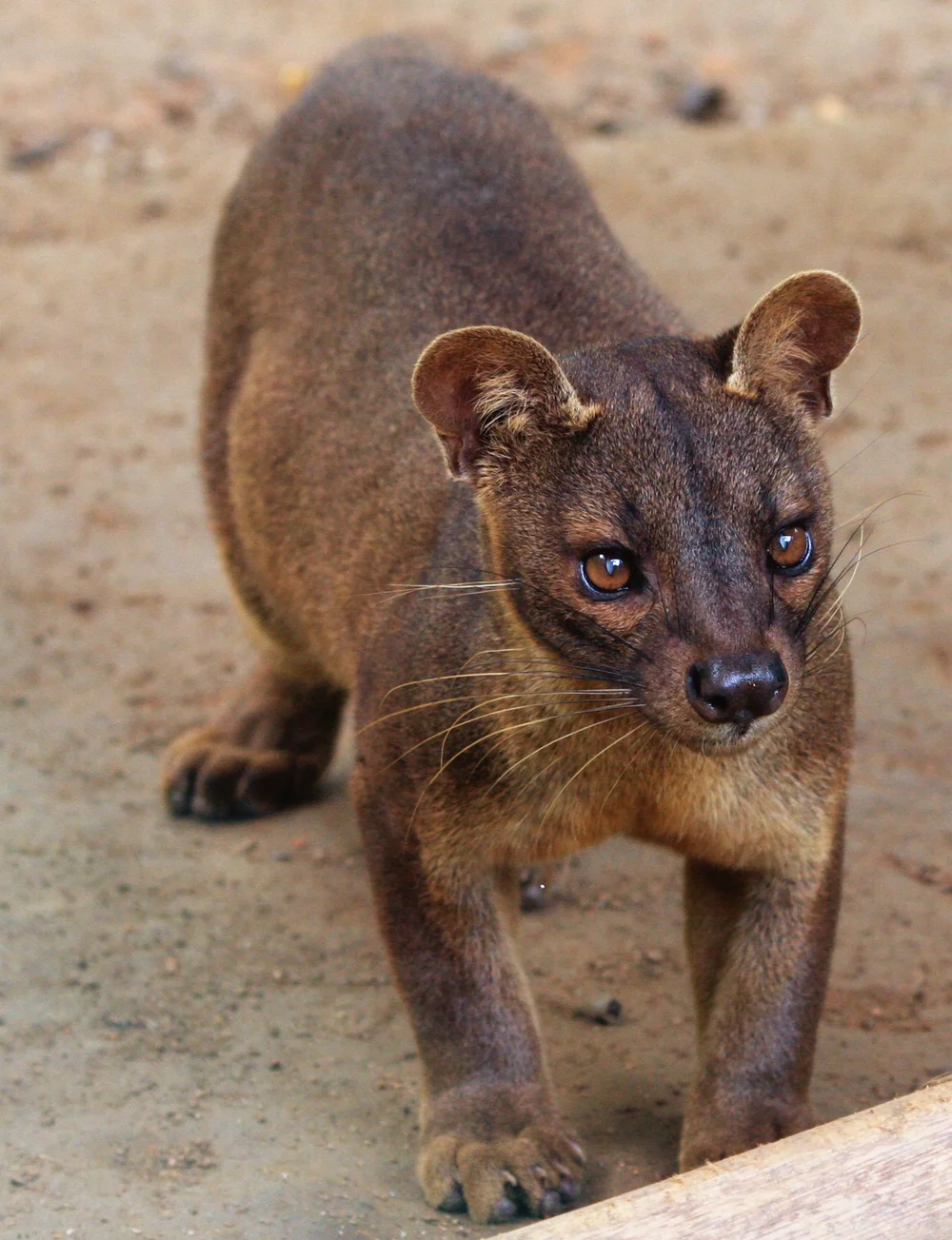 Madagascar's largest carnivore: The Fossa — One Beautiful Planet