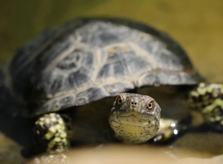 The remarkable features and symbolism of the tortoise — One Beautiful ...