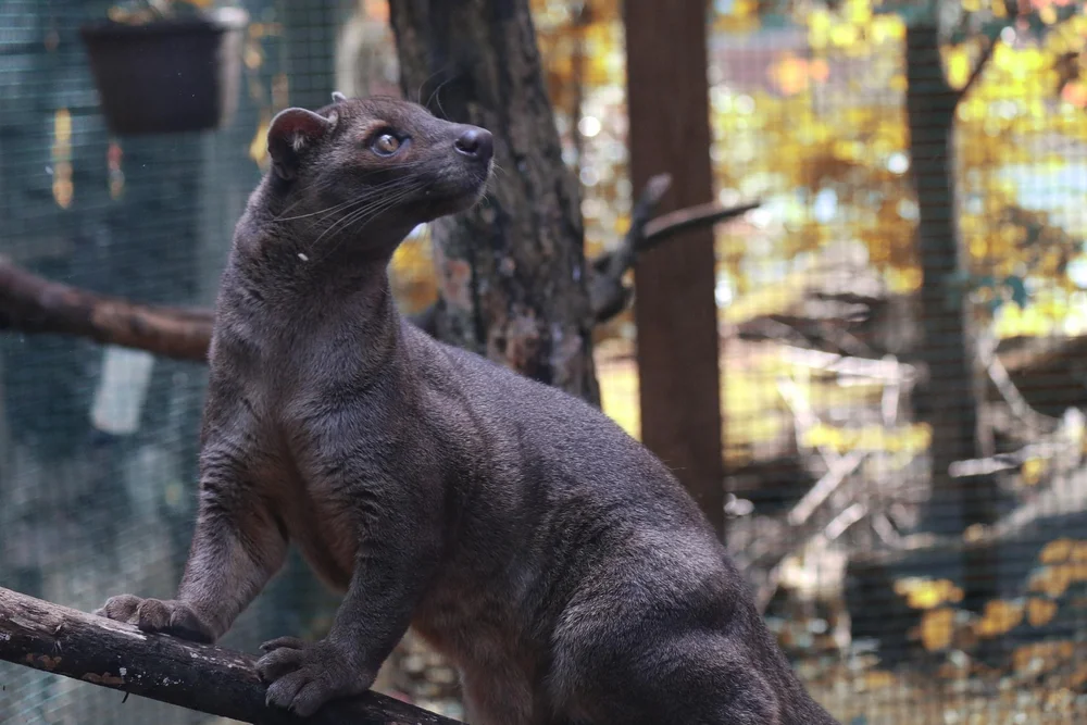 Madagascar's largest carnivore: The Fossa — One Beautiful Planet