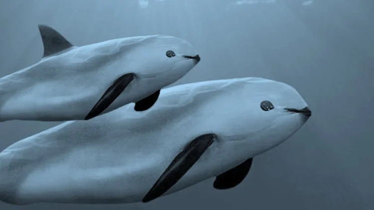 Vaquita: a critically endangered porpoise similar to dolphins, but more ...