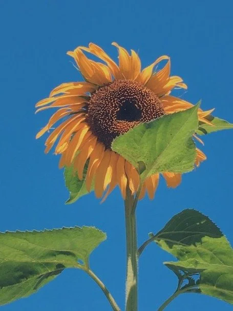 11 Fun Facts About Sunflowers — Wise Woman Rituals, Recipes + Offerings