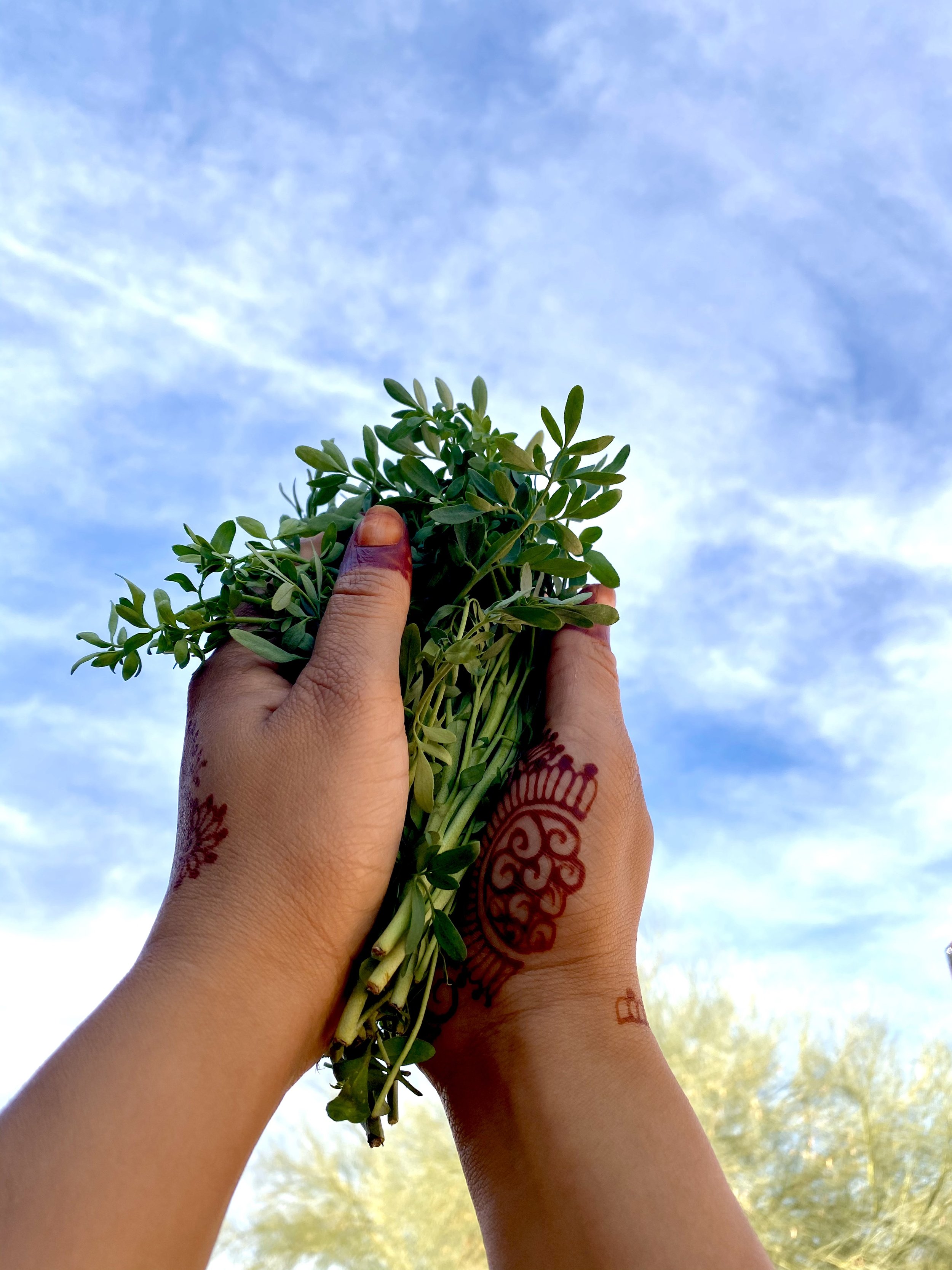 La Ruda AKA Rue: Medicinal, Spiritual, and Historical Uses — Flower ...