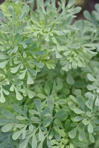 La Ruda AKA Rue: Medicinal, Spiritual, and Historical Uses — Flower ...