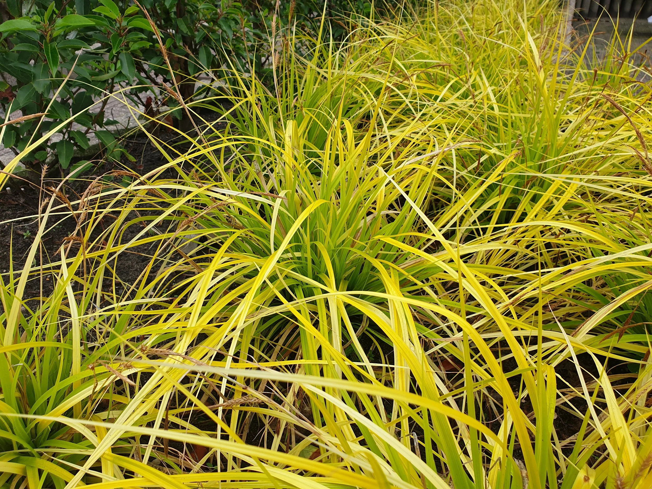Seed and plant range — Biji Seeds