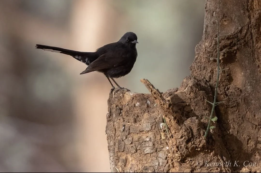 Senegal — Birding Gambia-Senegal