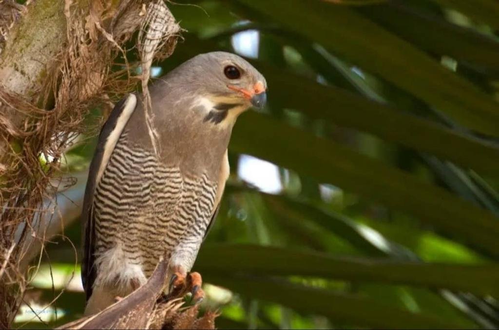 Senegal — Birding Gambia-Senegal
