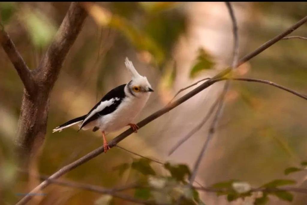 Senegal — Birding Gambia-Senegal