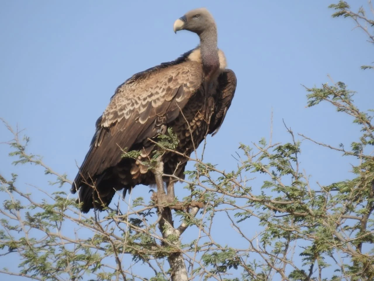 Senegal — Birding Gambia-Senegal
