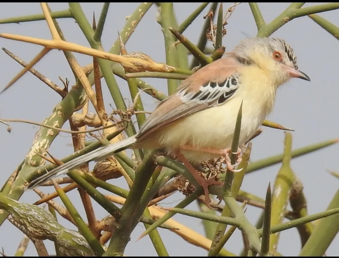 Senegal — Birding Gambia-Senegal