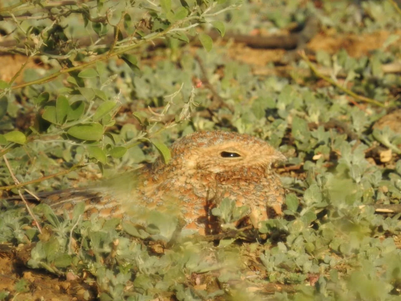 Senegal — Birding Gambia-Senegal