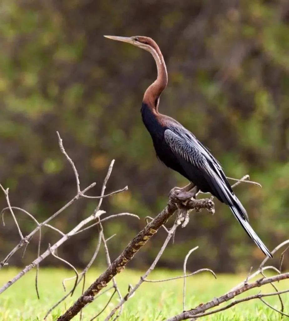 Senegal — Birding Gambia-Senegal
