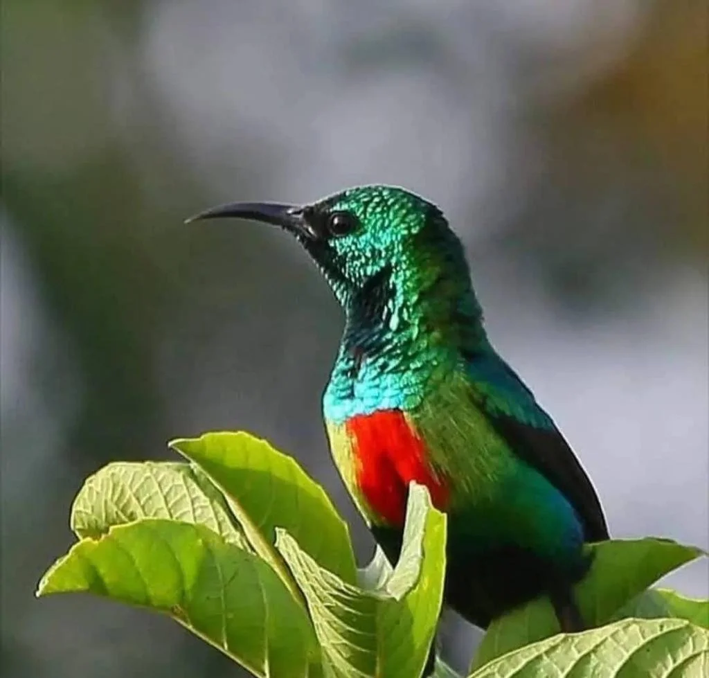 Senegal — Birding Gambia-Senegal