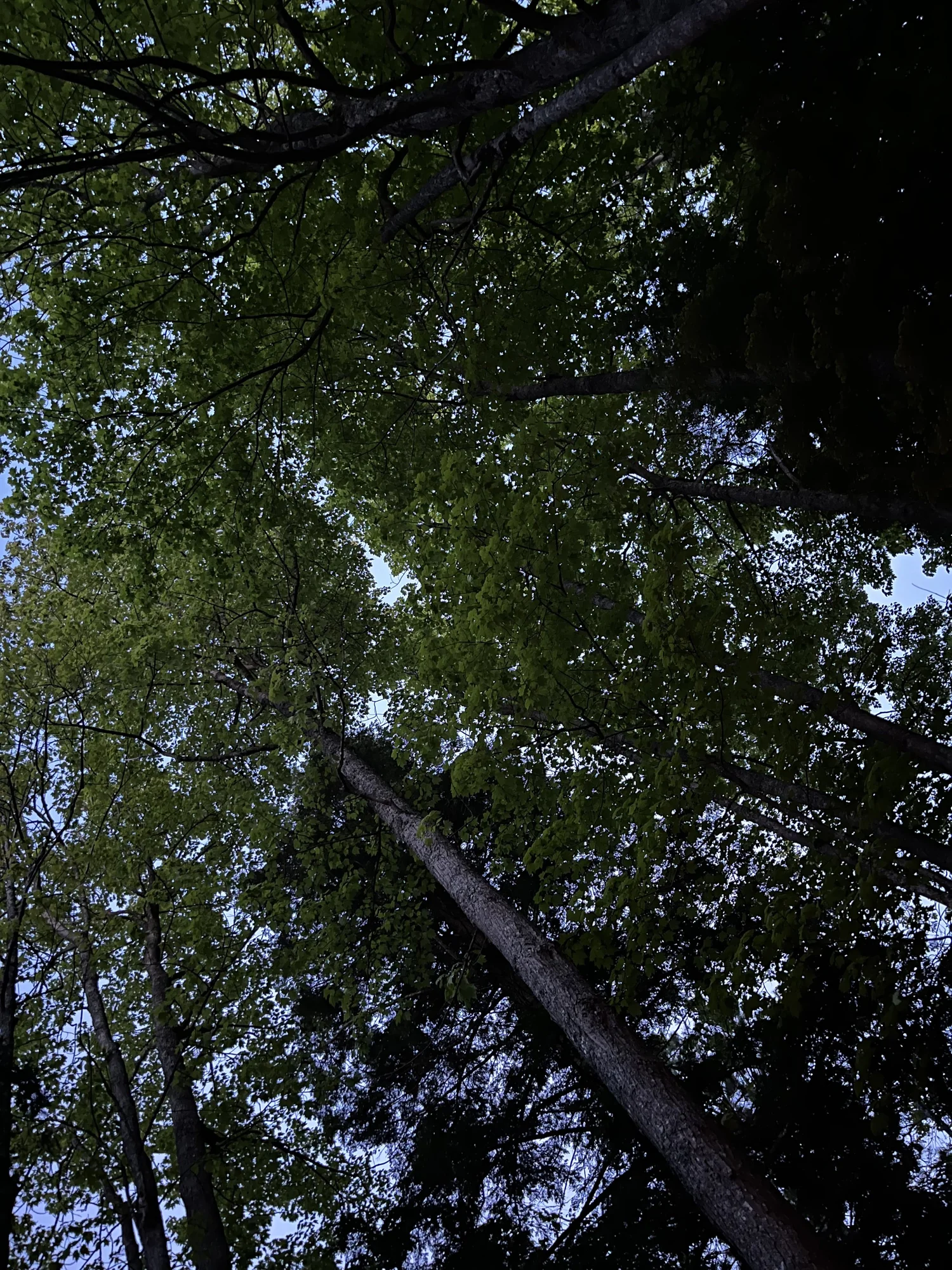 Michigan Moon LLC- Every Day Products Done Nature's Way