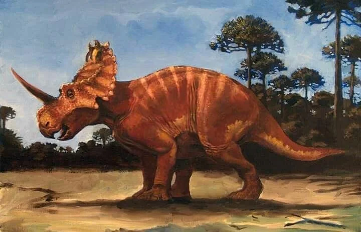 Centrosaurus — DinoDen